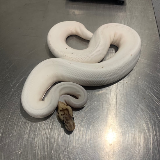 Spider Leopard Pied Ball Python by Freedom Breeder