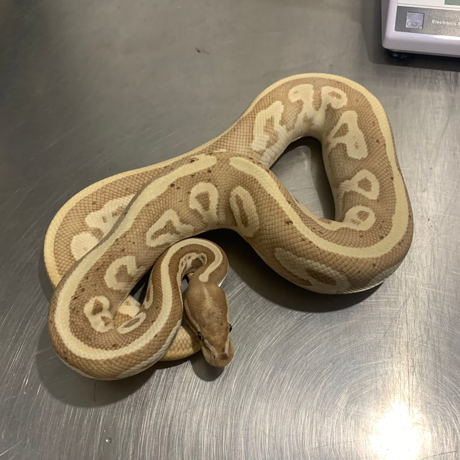 Mojave Leopard Coral Glow Pos. Het Pied Ball Python by Freedom Breeder ...
