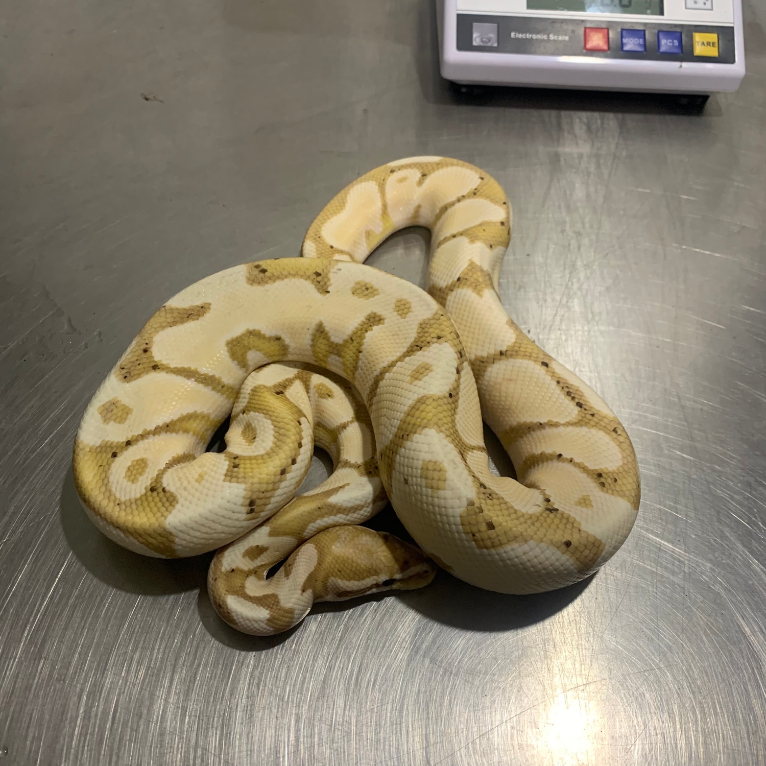 Coral Glow Orange Dream Ball Python by Freedom Breeder - MorphMarket