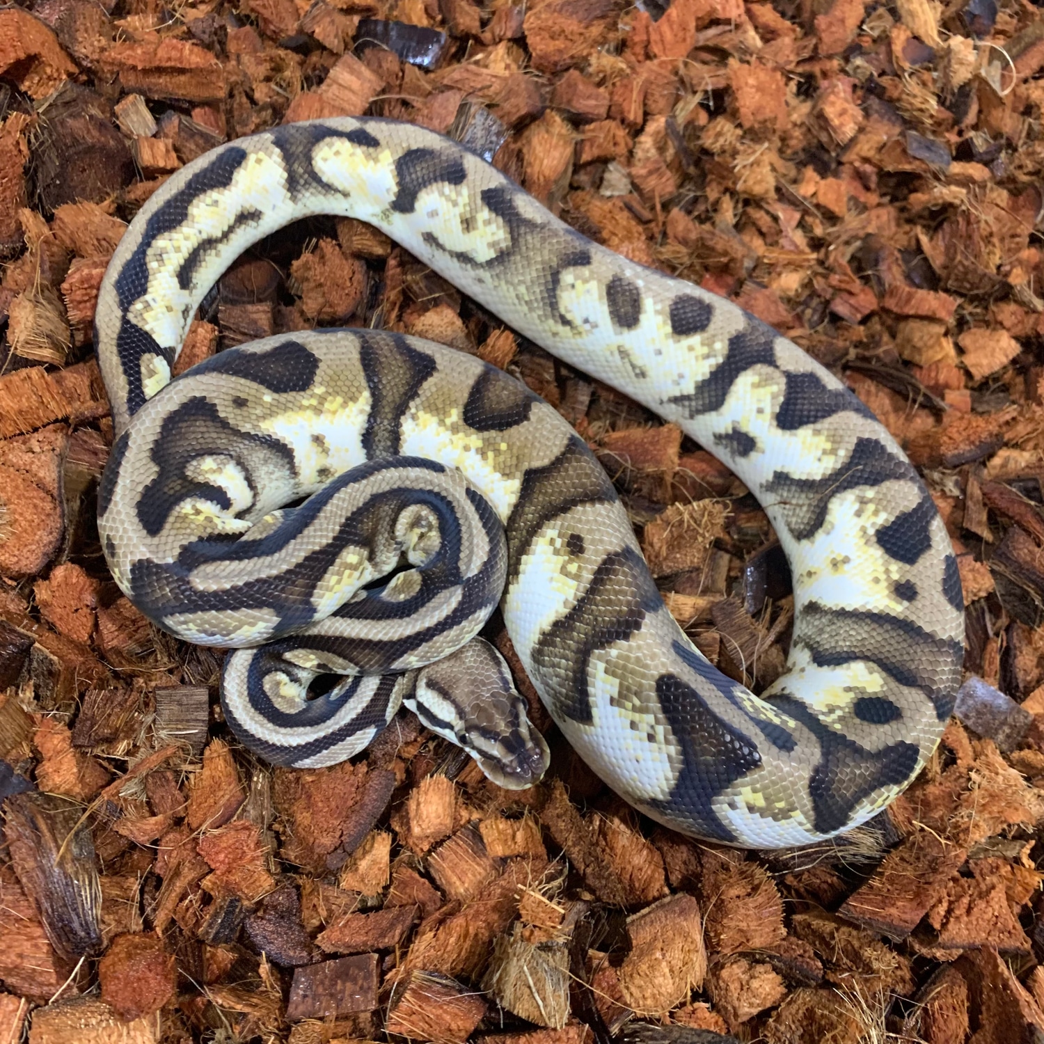 Pastel Calico Het Clown Pos Het Pied Ball Python by Freedom Breeder ...