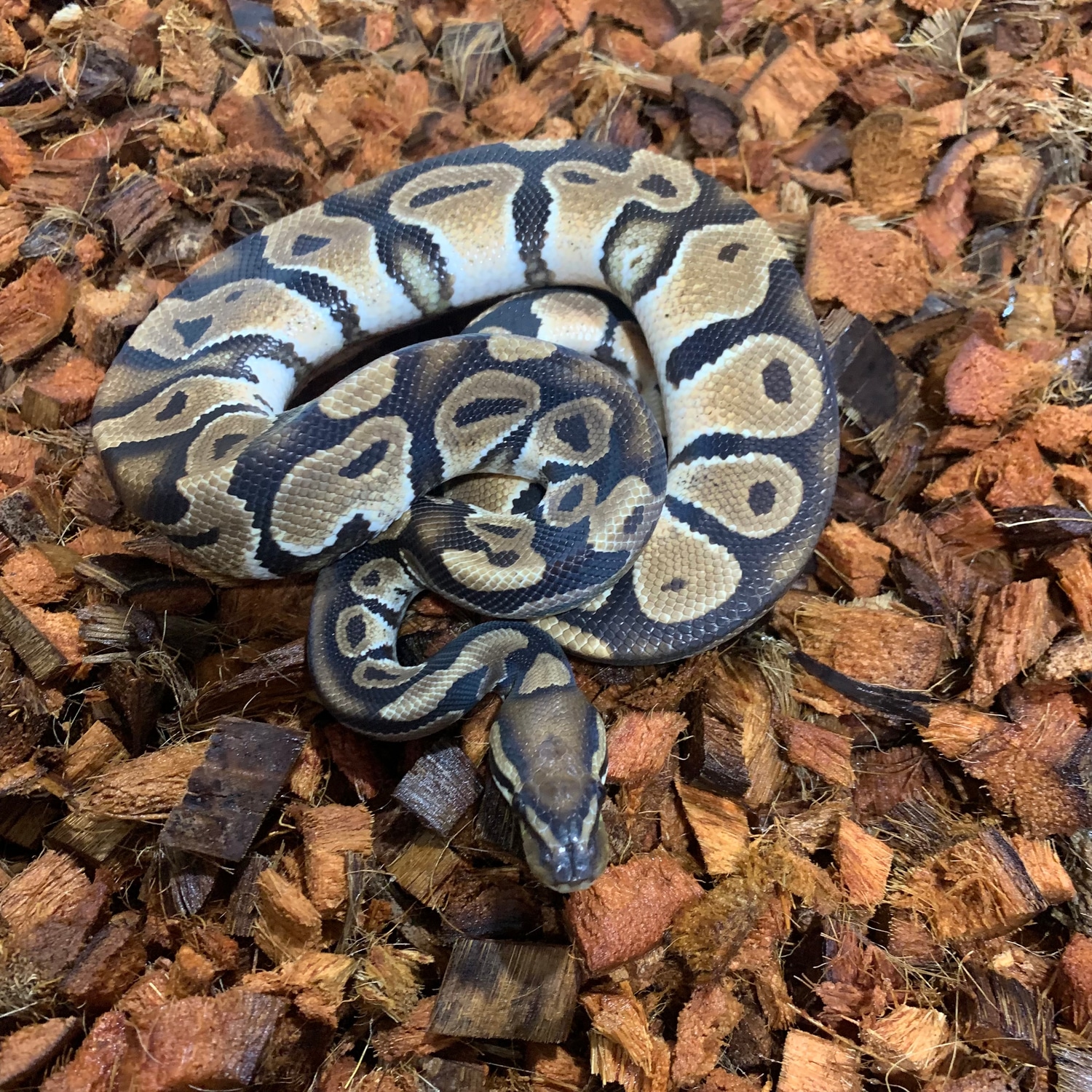 Orange Dream Het Black Axanthic Ball Python by Freedom Breeder ...