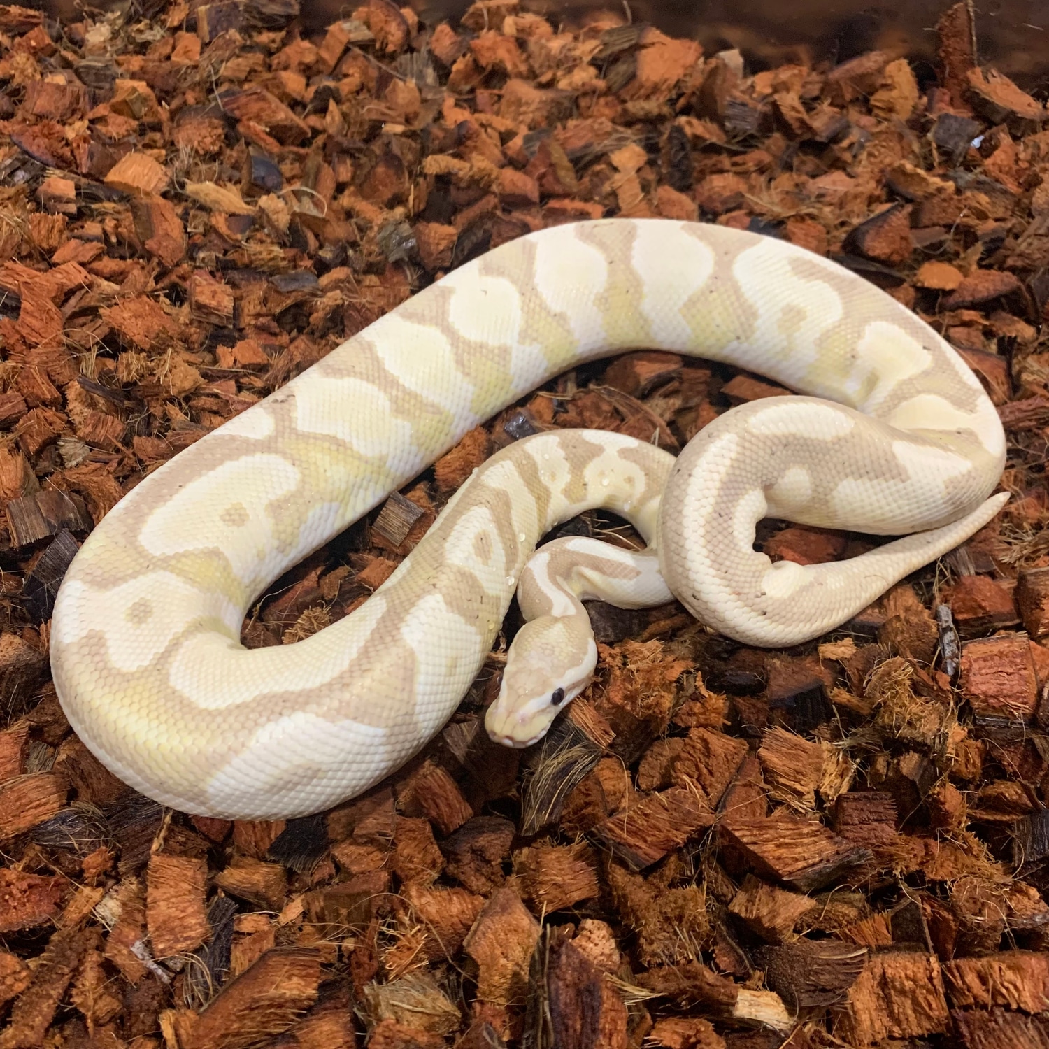 Lucifer Leopard Coral Glow Ball Python by Freedom Breeder - MorphMarket