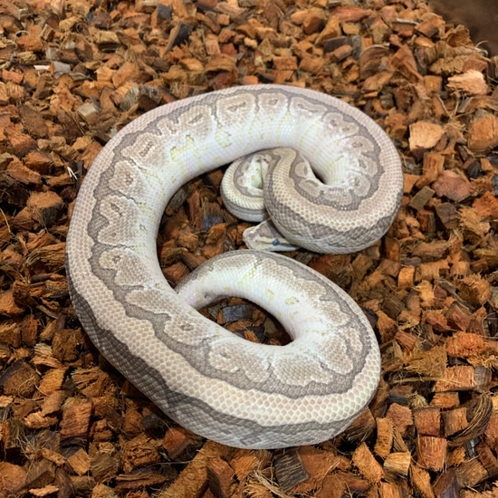 Kingpin Het Cryptic Ball Python by Freedom Breeder