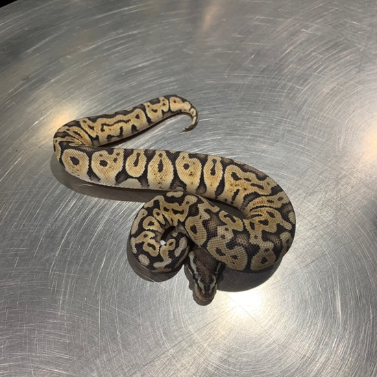 Super Pastel Ball Python by Freedom Breeder
