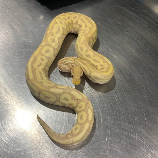 Coral Glow Red Axanthic Ball Python by Freedom Breeder
