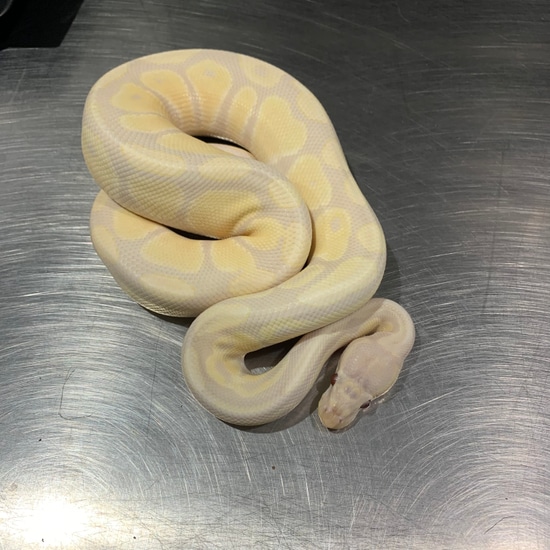 Coral Glow Lavender Albino Ball Python by Freedom Breeder