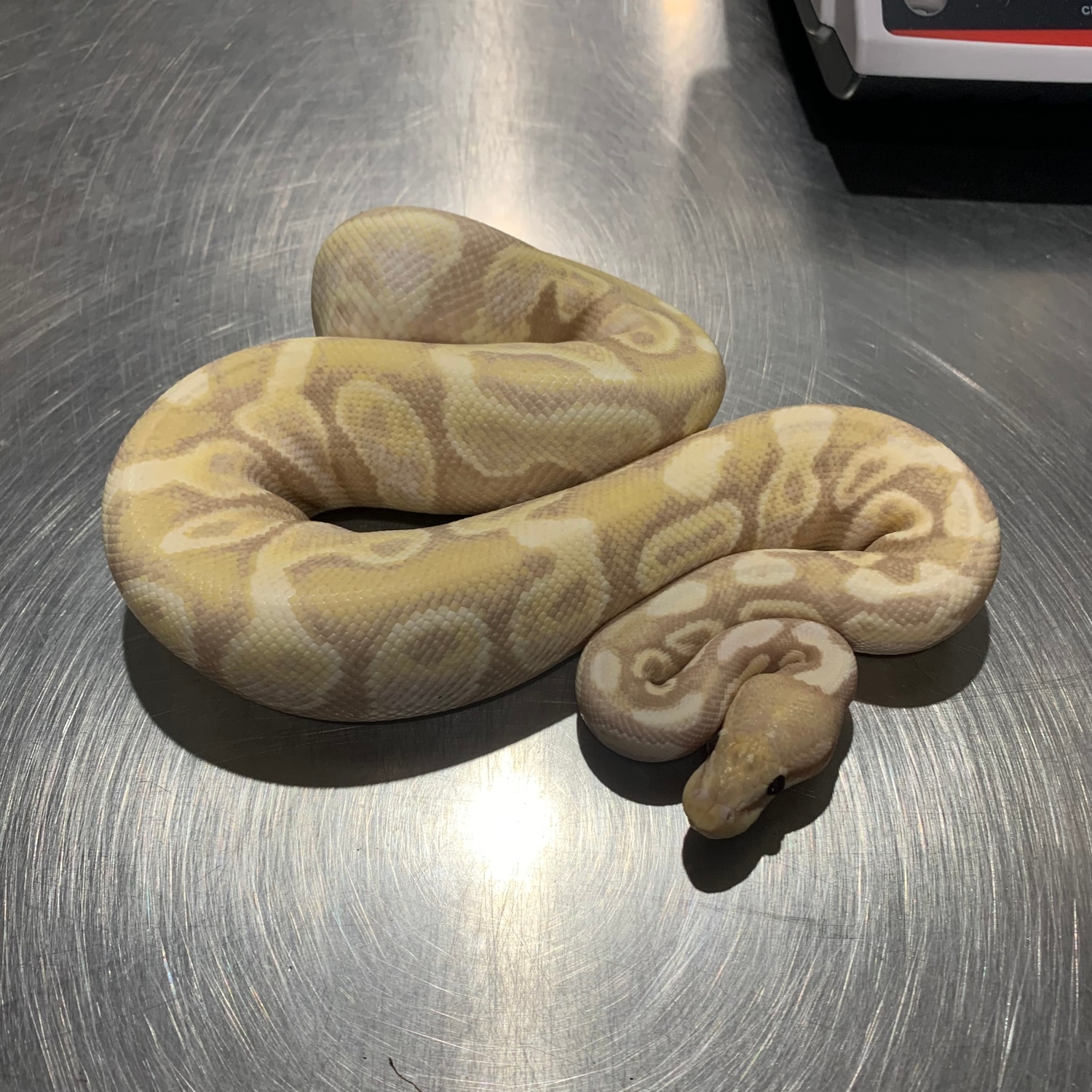 Super Coral Glow Ball Python by Freedom Breeder - MorphMarket
