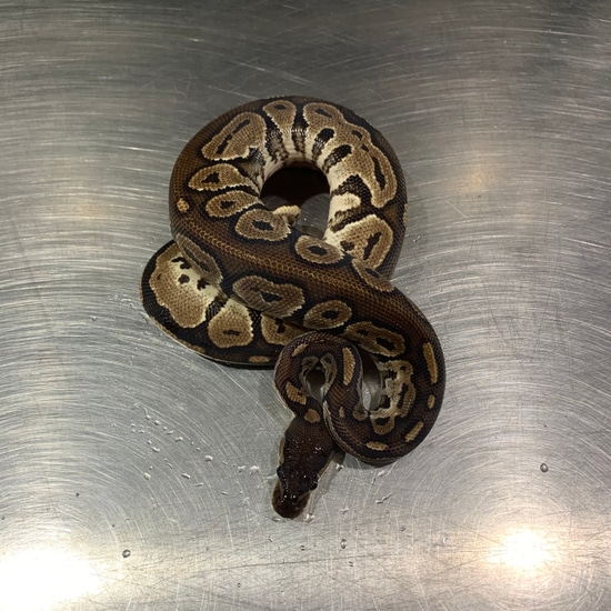 Enchi Bongo Ball Python by Freedom Breeder