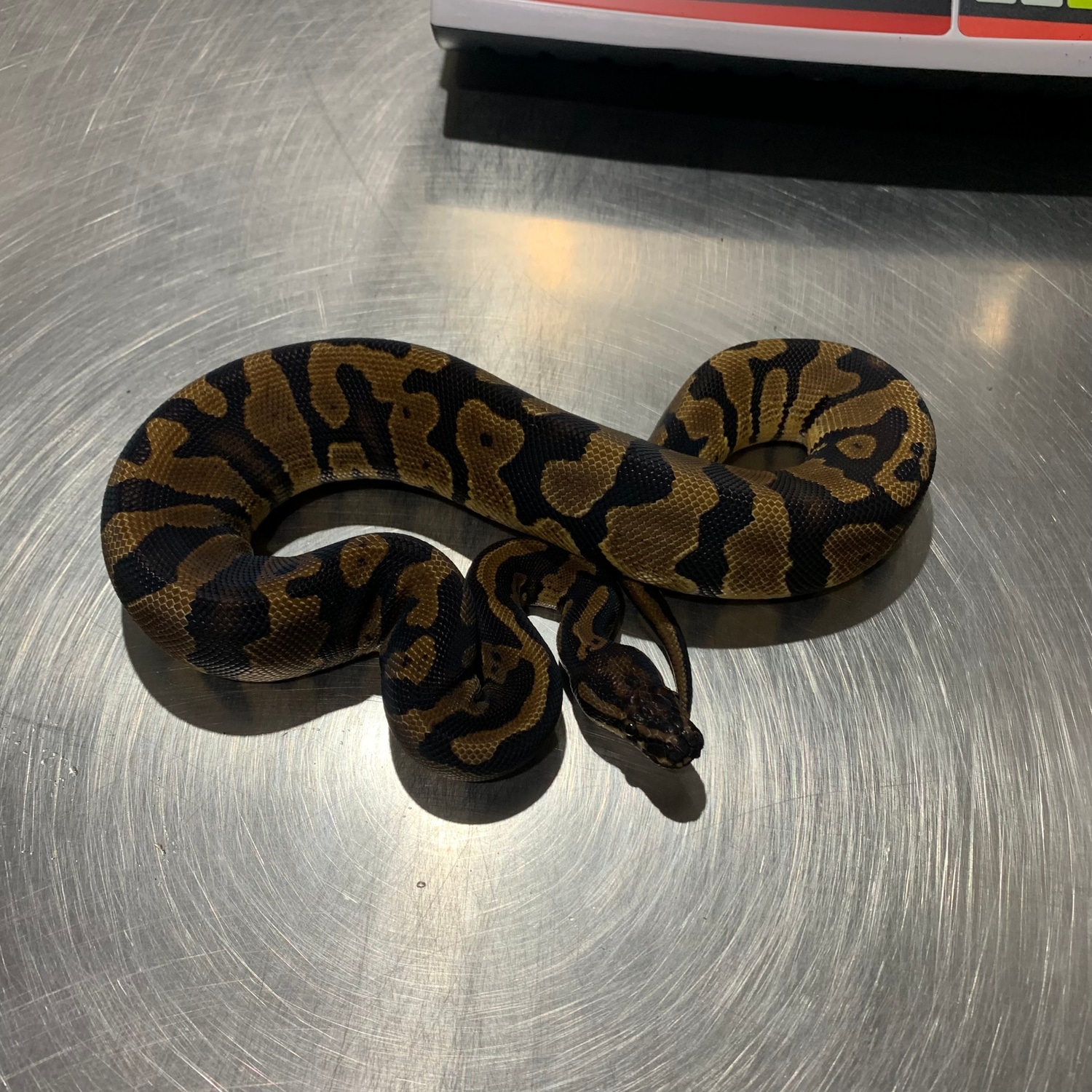Acid Ball Python by Freedom Breeder - MorphMarket