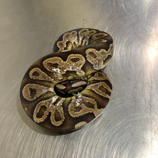 Vanilla Black Head Calico Green Pastel Ball Python by Freedom Breeder
