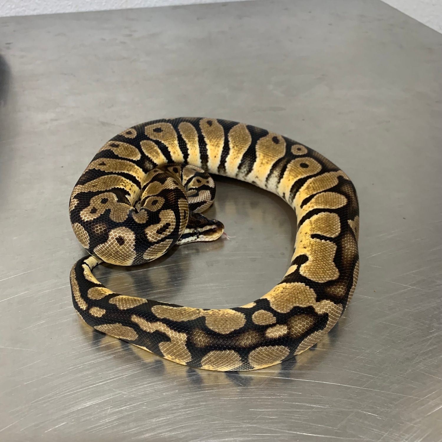 Pastel Pos. Het Sentinel Ball Python by Freedom Breeder - MorphMarket