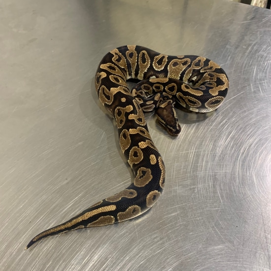 Gravel Ball Python by Freedom Breeder