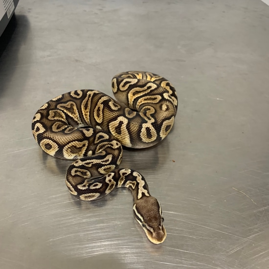 Super Pastel GHI Pos. Het Pied Ball Python by Freedom Breeder