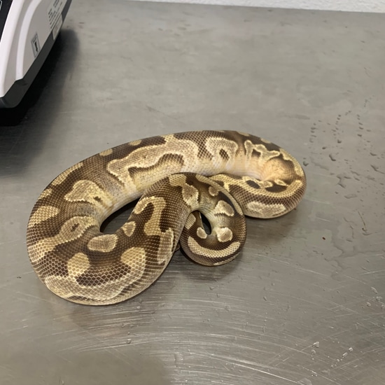 Mojave Enchi Het Pied Ball Python by Freedom Breeder