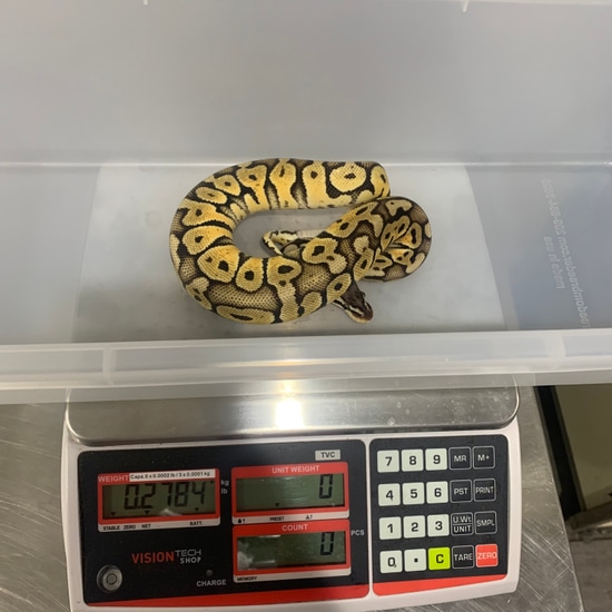 Super Pastel Pos. Het Pied Ball Python by Freedom Breeder