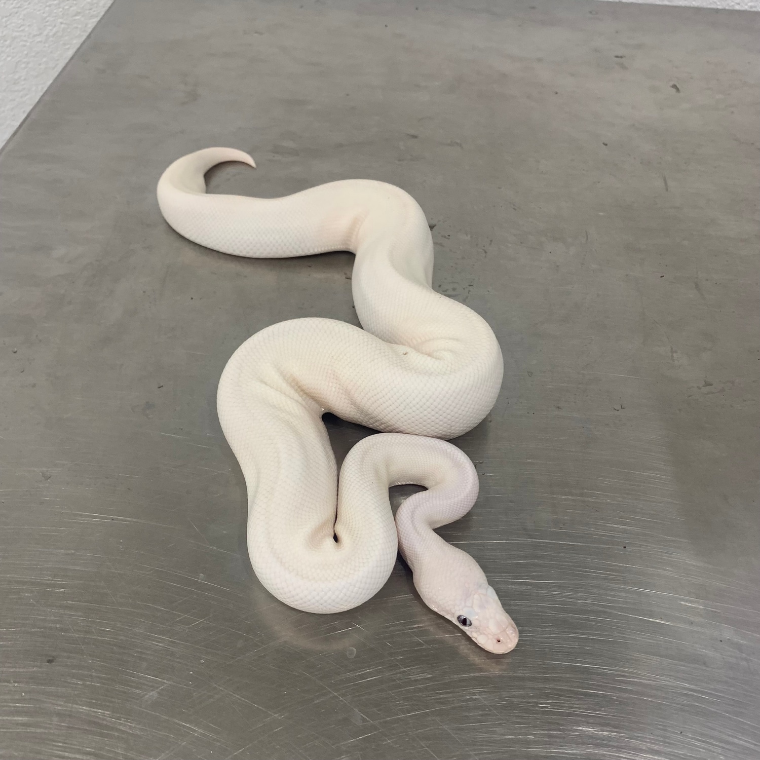 Pastel Mojave Lesser Ball Python by Freedom Breeder - MorphMarket