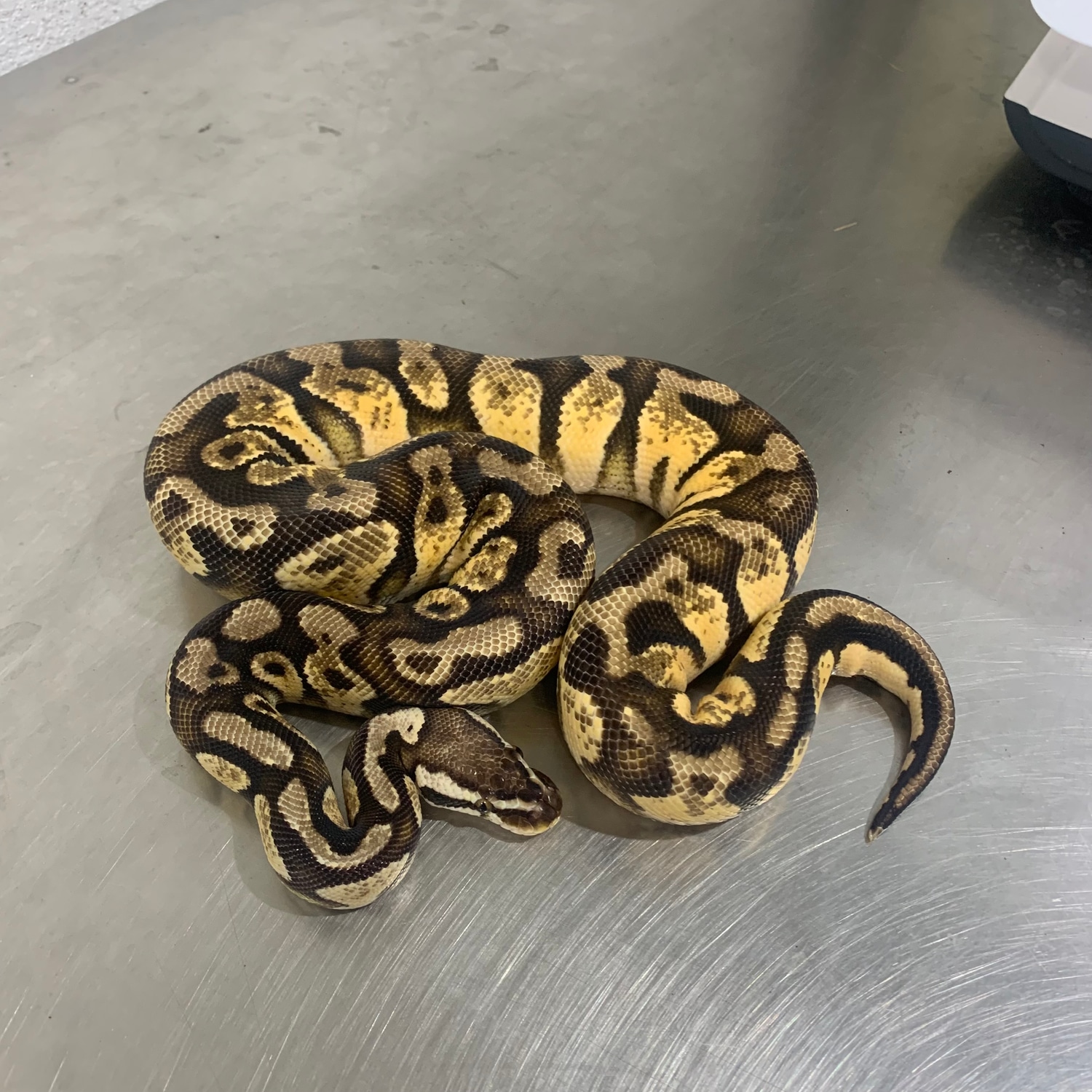 Pastel YB/Gravel/Asphalt Ball Python by Freedom Breeder - MorphMarket