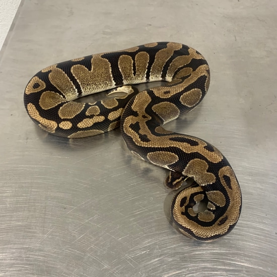 Import #38 Ball Python by Freedom Breeder