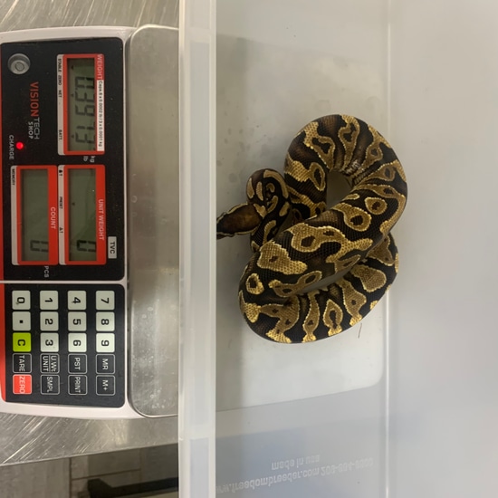 Special Ball Python by Freedom Breeder