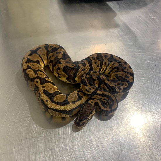 Pastel Acid Ball Python by Freedom Breeder