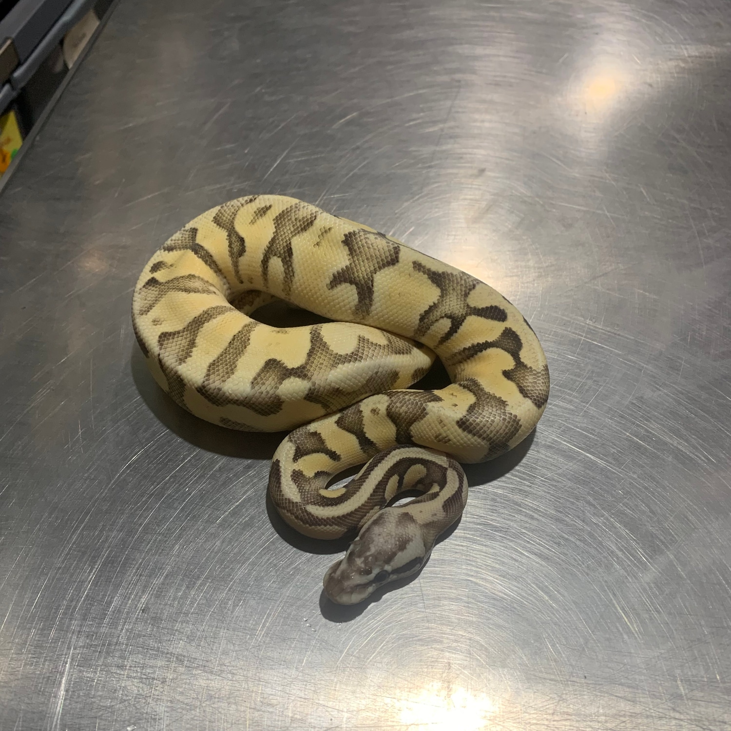 SuperFly Fire Orange Dream Arroyo Ball Python by Freedom Breeder ...