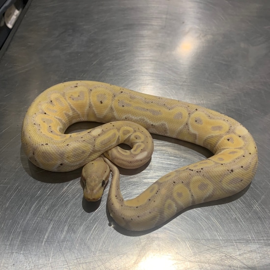Coral Glow HRA *eye* Ball Python by Freedom Breeder