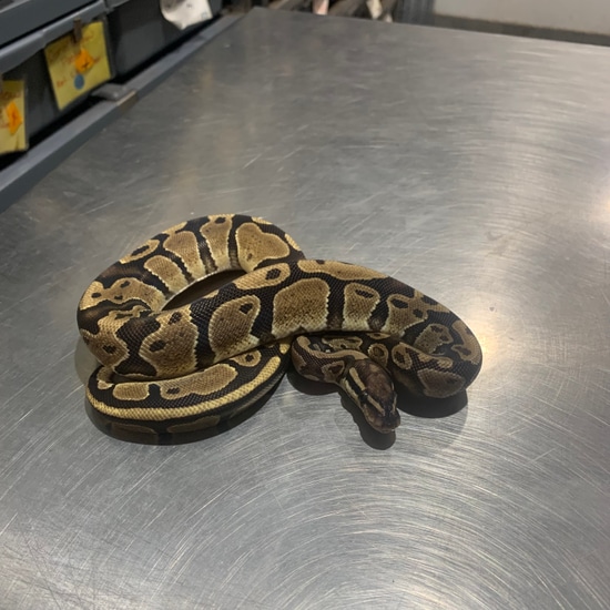 Vanilla/Fire Pos. Arroyo Ball Python by Freedom Breeder
