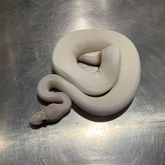 Ivory Coral Glow Ball Python by Freedom Breeder