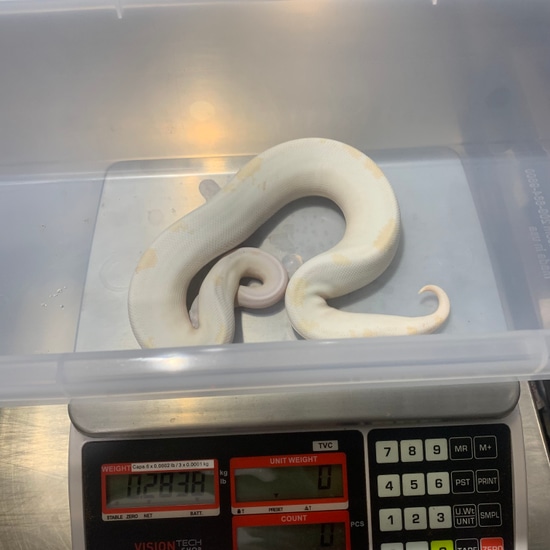 Super Fire Ball Python by Freedom Breeder
