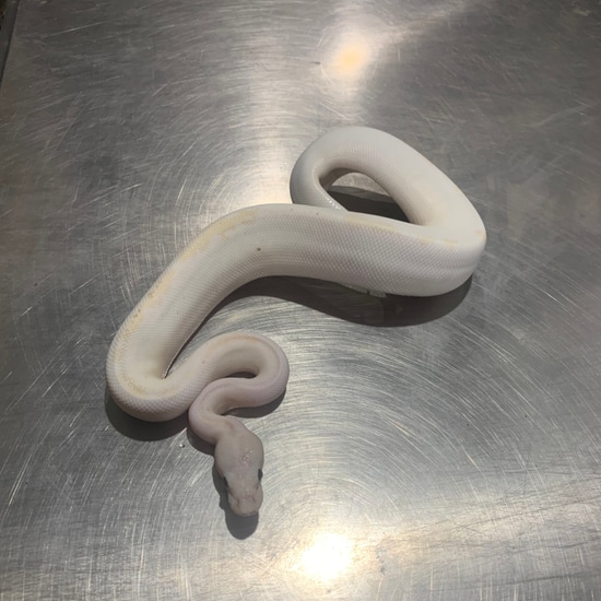 Super Fire Ball Python by Freedom Breeder