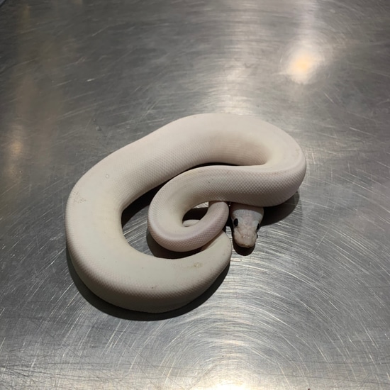 Super Fire Ball Python by Freedom Breeder