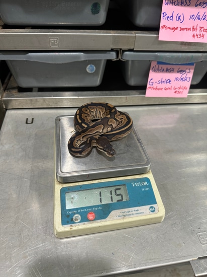 Cinnamon Ball Python by Freedom Breeder