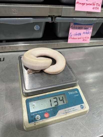 Super Mojave G-Stripe Ball Python by Freedom Breeder