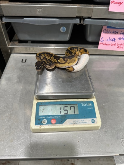 Pied Ball Python by Freedom Breeder