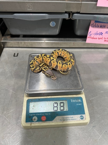 Pastel Hypo Ball Python by Freedom Breeder