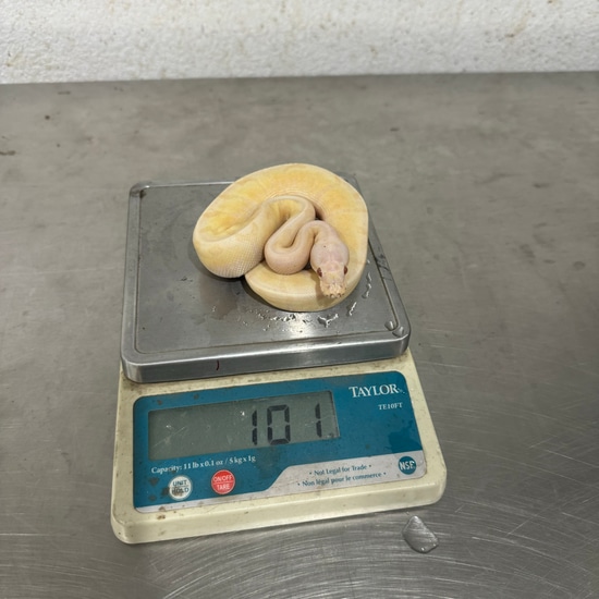 Coral Glow Spider Lavender Albino Ball Python by Freedom Breeder