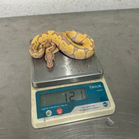 Coral Glow Het Lavender Albino Ball Python by Freedom Breeder