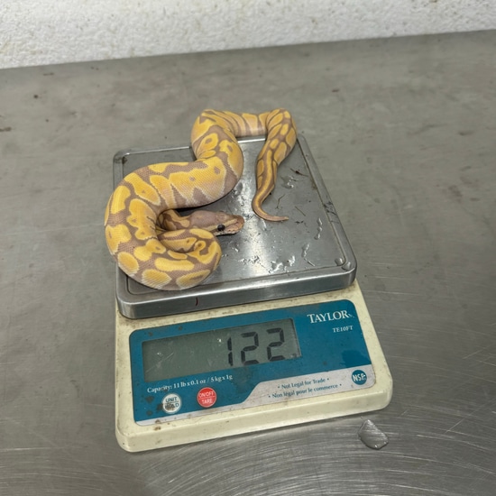 Coral Glow Het Lavender Albino Ball Python by Freedom Breeder