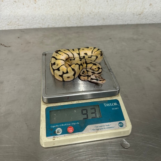 Bumble Bee Het Lavender Albino Ball Python by Freedom Breeder