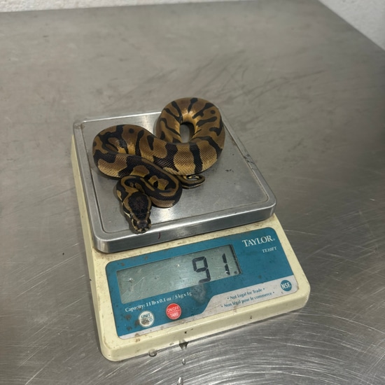 Enchi Acid Het Pied Ball Python by Freedom Breeder