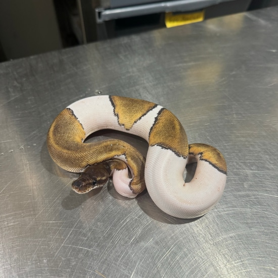 Mojave Pied Ball Python by Freedom Breeder