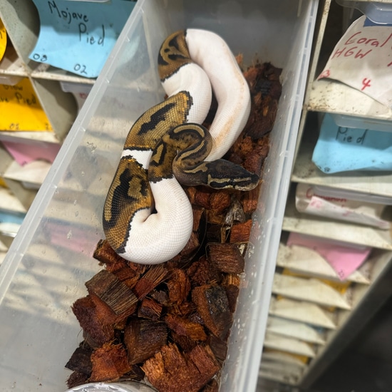 Pied Het Clown Ball Python by Freedom Breeder
