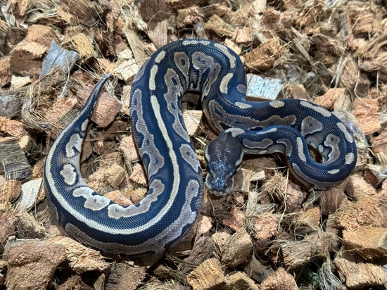 Cinnamon Ball Python by Freedom Breeder