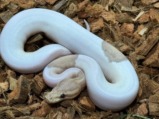 Coral Glow Cinnamon Pied Ball Python by Freedom Breeder