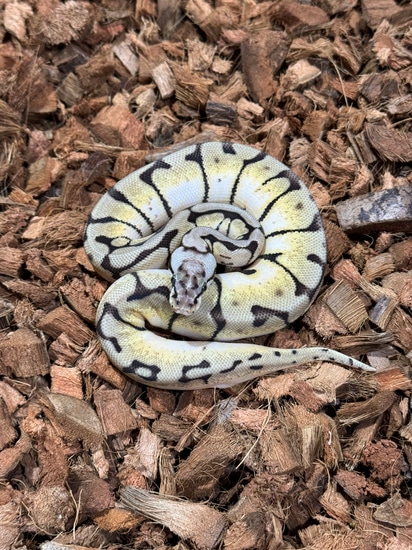 Bumblebee 100% Het Lavender Albino Ball Python by Freedom Breeder
