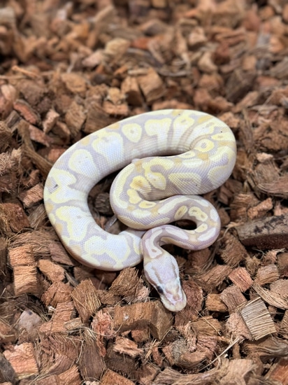Pastel Coral Glow 100% Het Lavender Albino Ball Python by Freedom Breeder