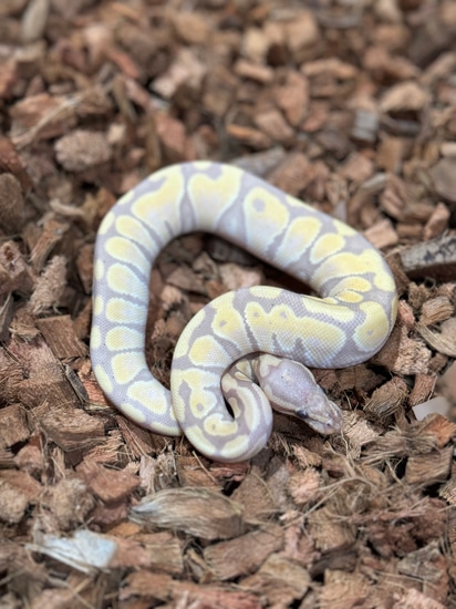 Coral Glow 100% Het Lavender Albino Ball Python by Freedom Breeder