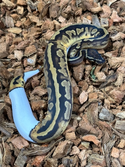 Pied Ball Python by Freedom Breeder