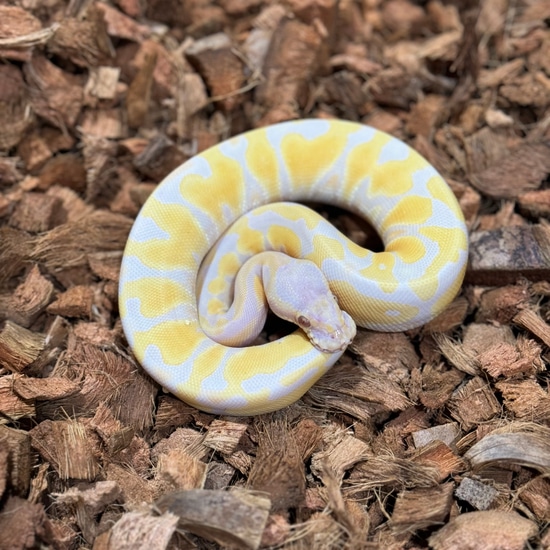 Lavender Albino Ball Python by Freedom Breeder