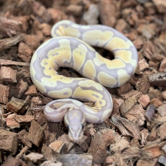 Coral Glow 100% Het Lavender Albino Ball Python by Freedom Breeder